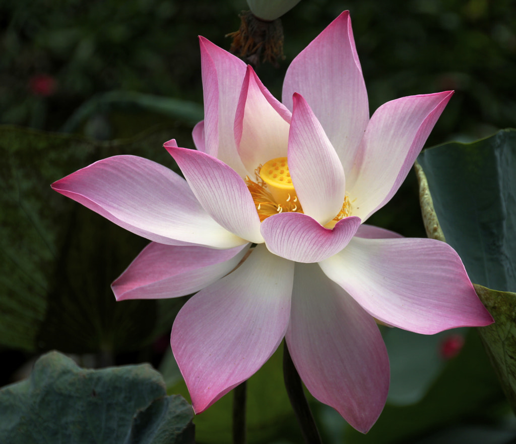 LOTUS FLOWER by Leslie Taylor / 500px