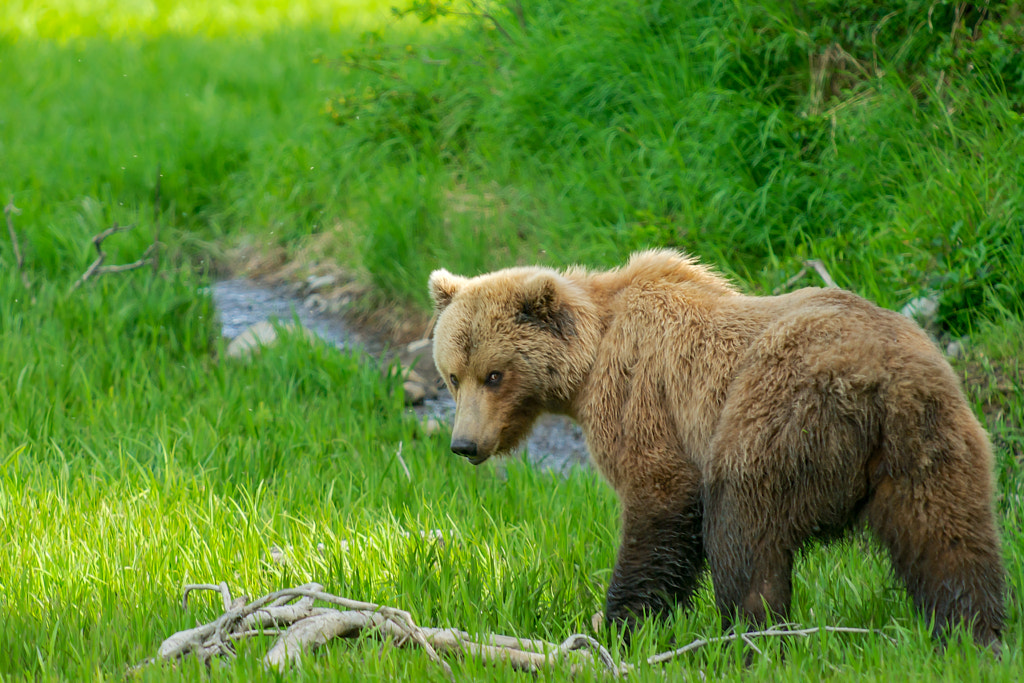 Alaska Brown Bear Looking Back at Photographer by Jessica Matthews / 500px