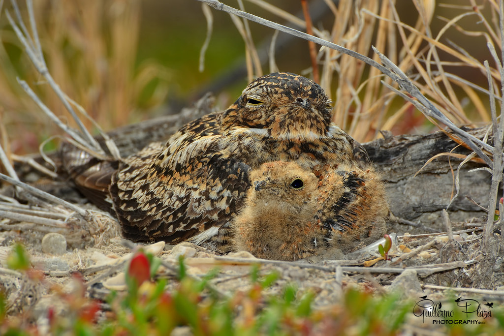 Antillean Nighthawk - Querequequé by Guillermo Plaza / 500px