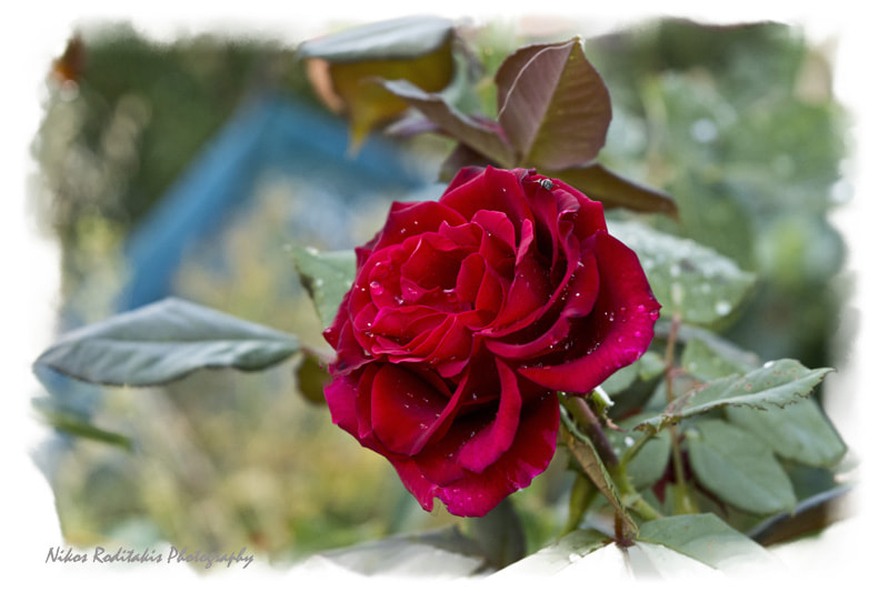 The beauty of red rose by Nikos Roditakis / 500px