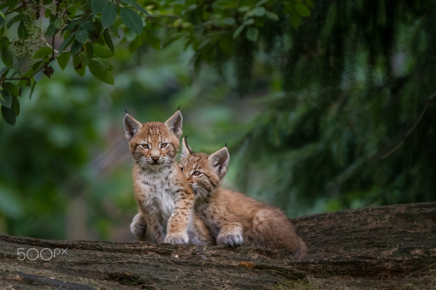 Lynx Puppies by Stefan Klausmeyer / 500px