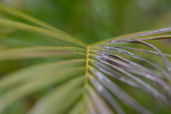 Banana Tree by Zeeshan Haque | 500px