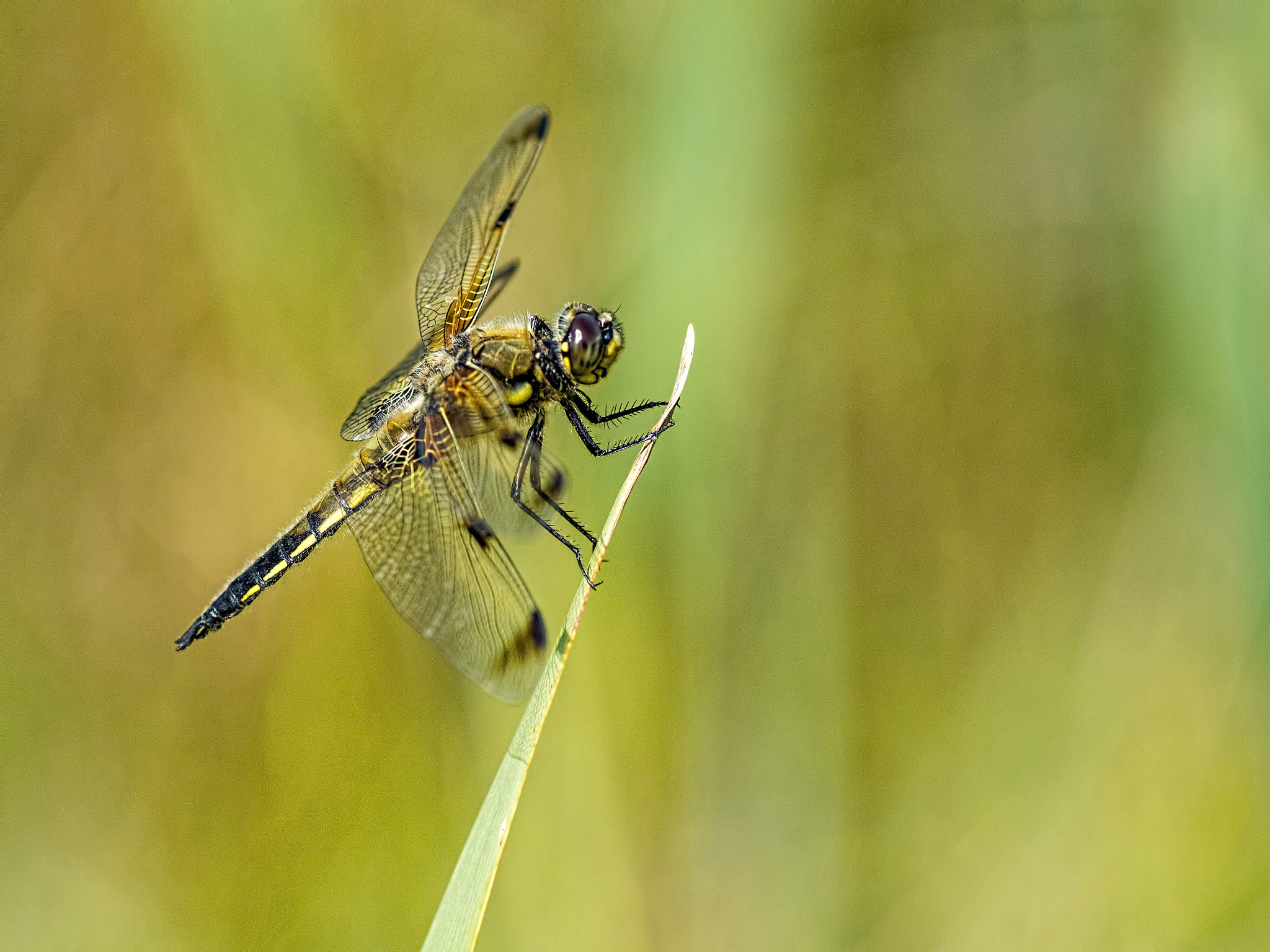 Four-spotted Chaser Dragonfly by Peter Atkinson | 500px