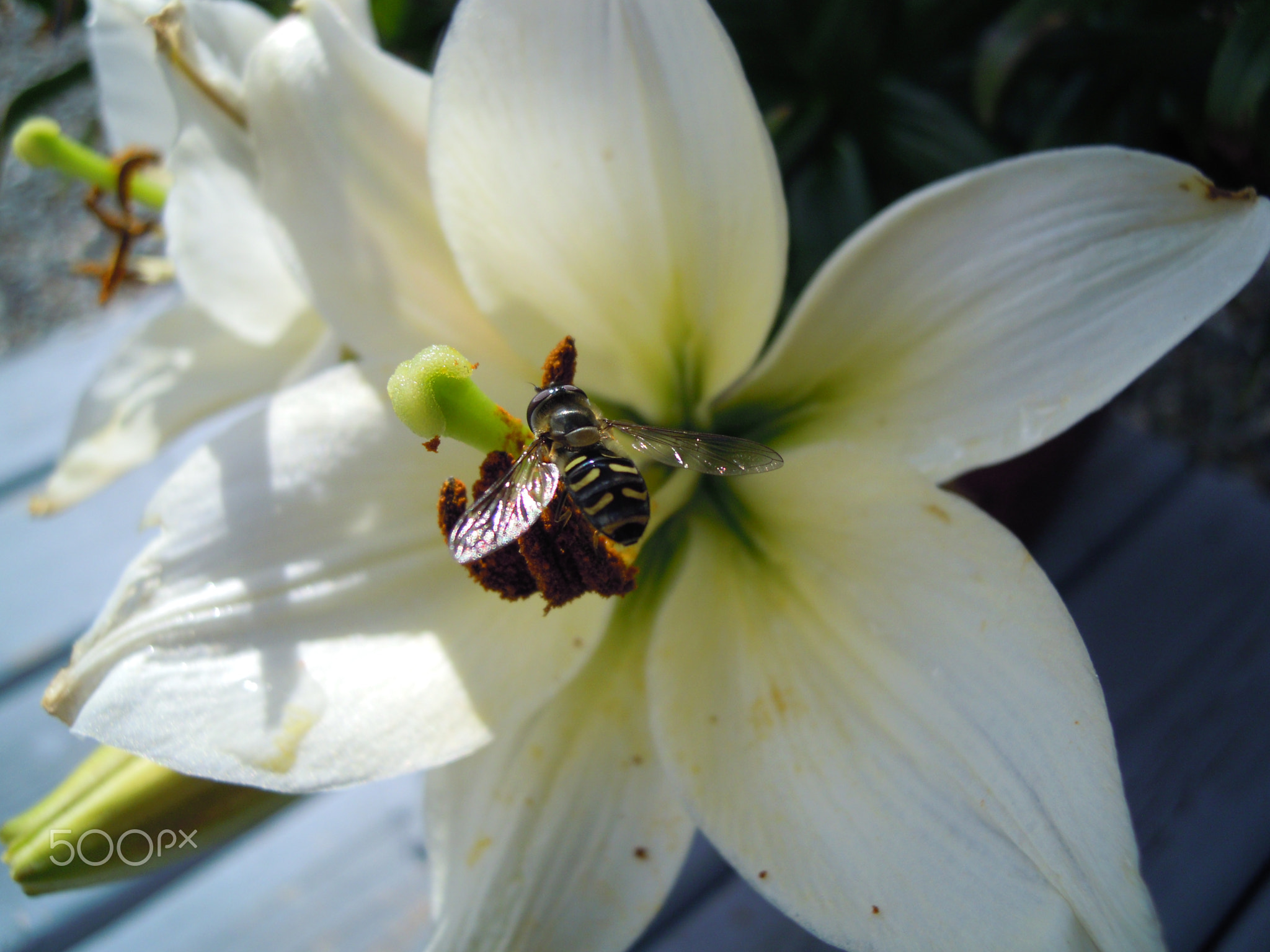 Bug on lily pollinating by WayNorth Enterprises | 500px