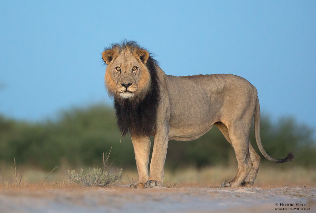 Black maned kalahari Lion by Hendri Venter / 500px