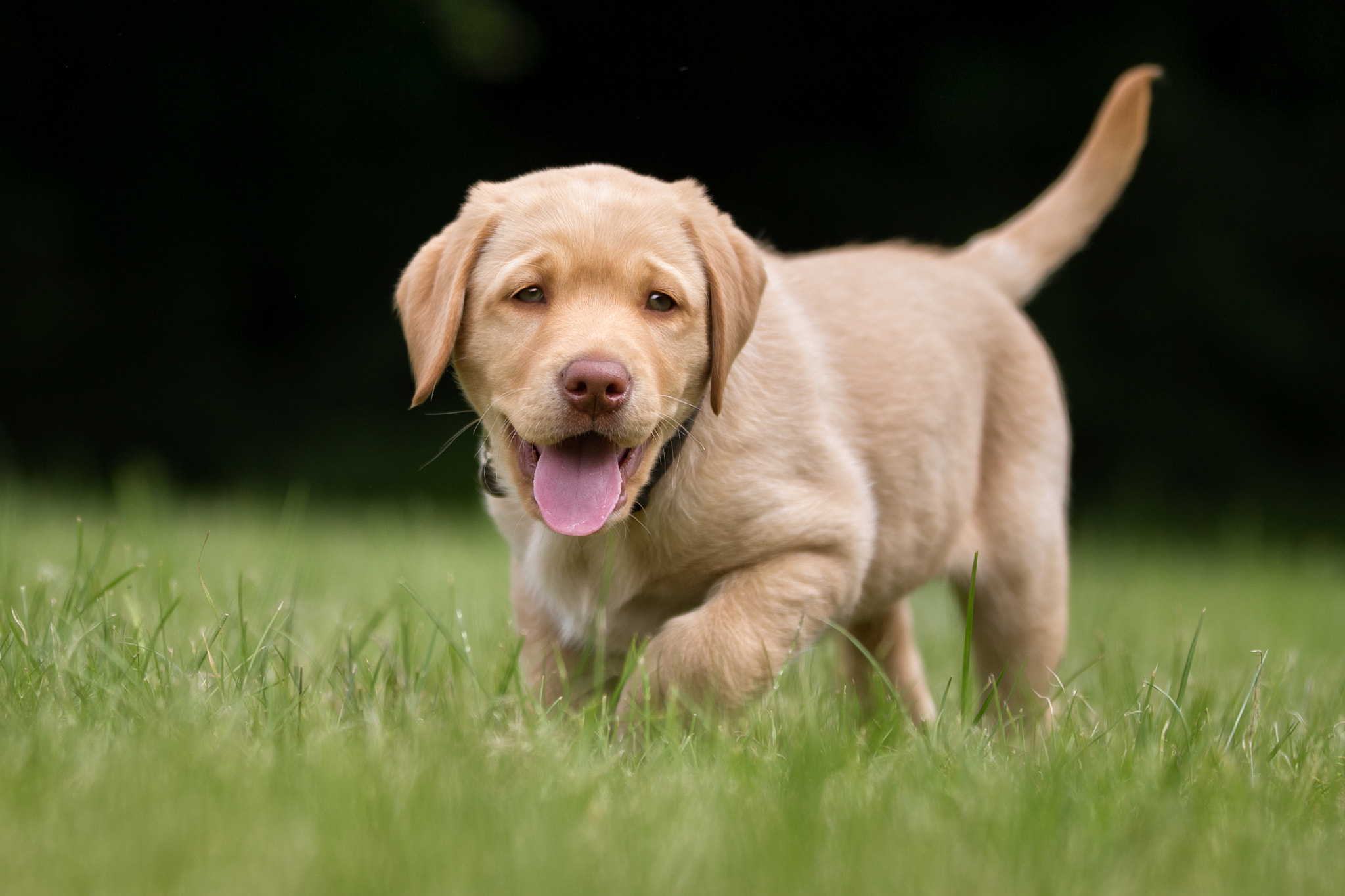 Happy and smiling labrador retriever puppy by Mikkel Bigandt - Photo ...
