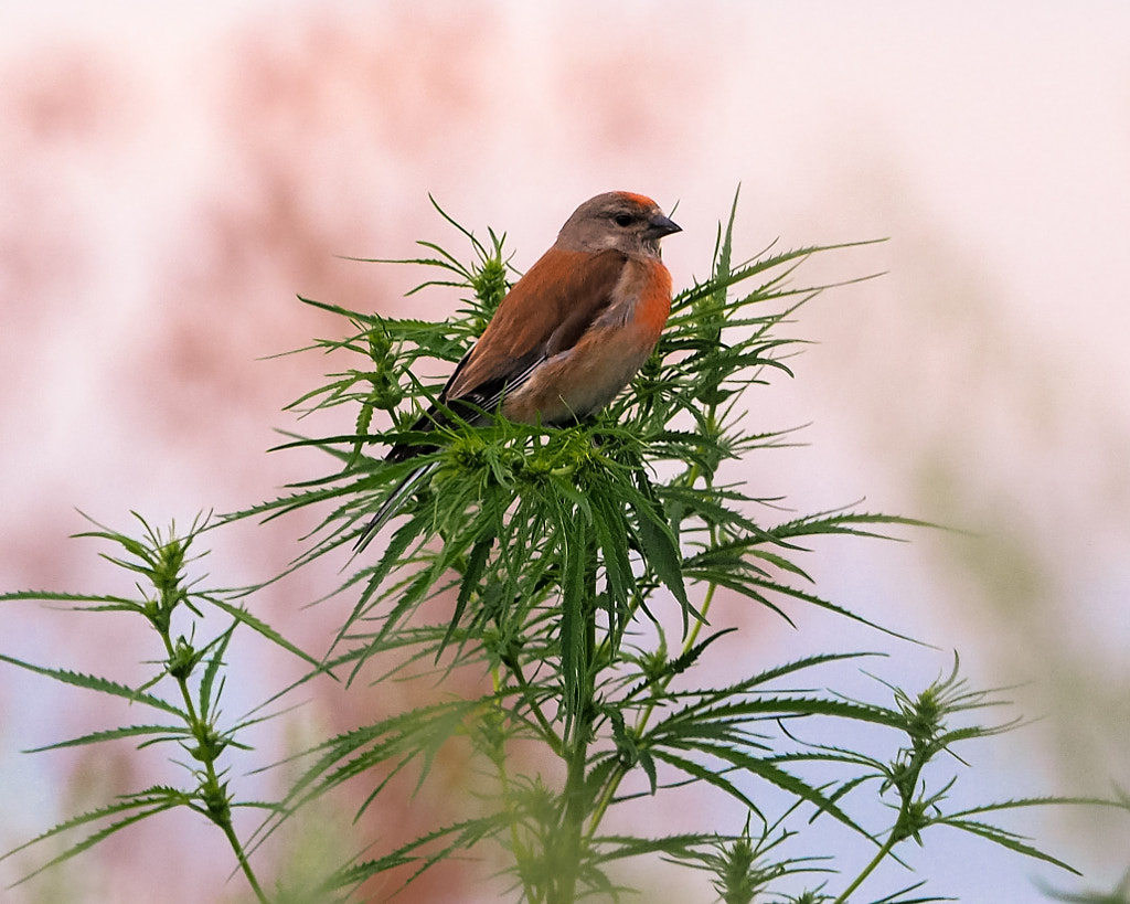 Linnet on its cannabis throne by Igor Marach / 500px