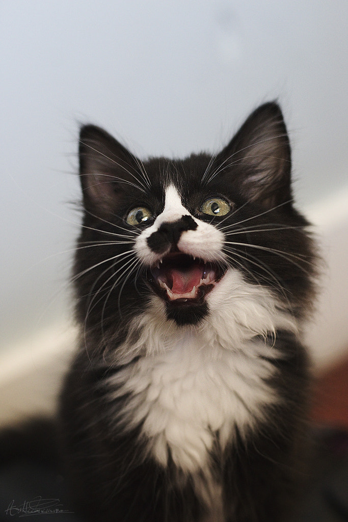 Meow by Ashlee Tanemura / 500px