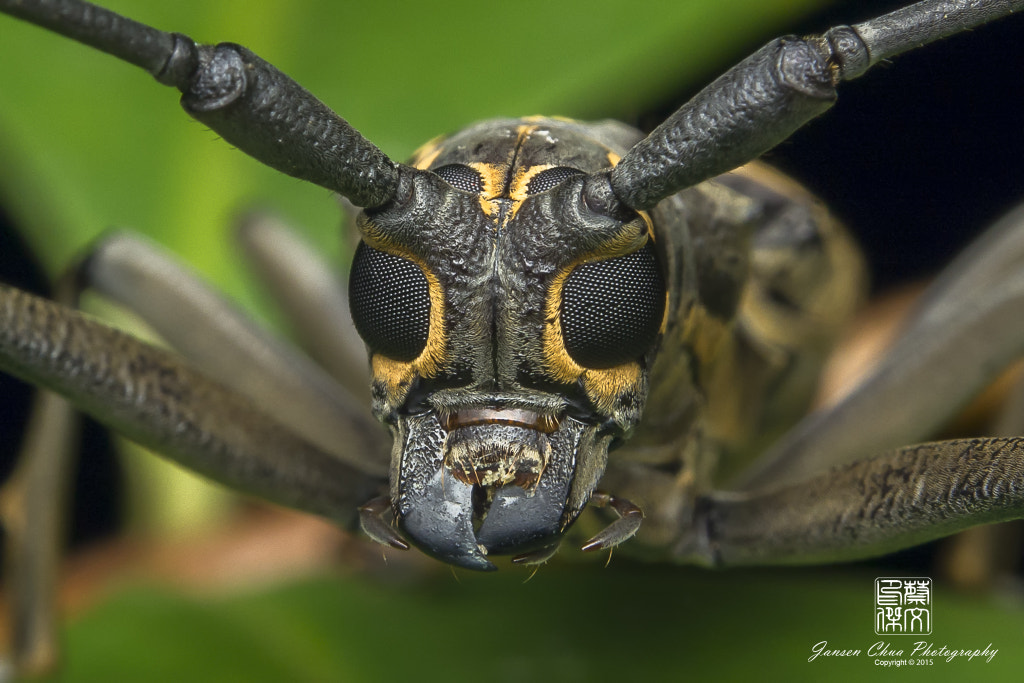 Longhorn Beetle by Jansen Chua / 500px