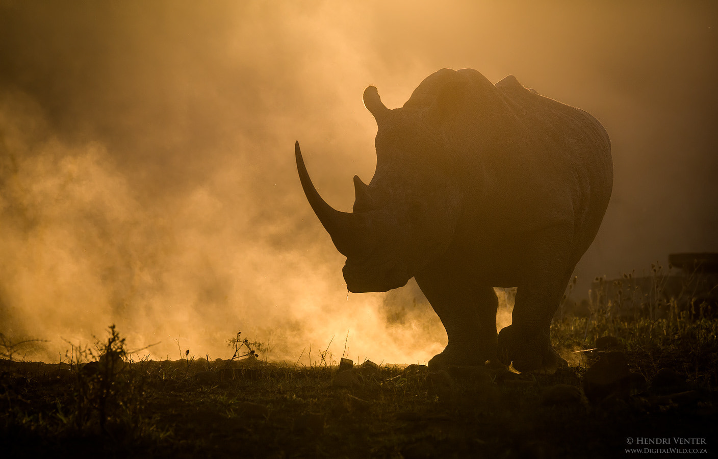 Dusty Rhino by Hendri Venter / 500px