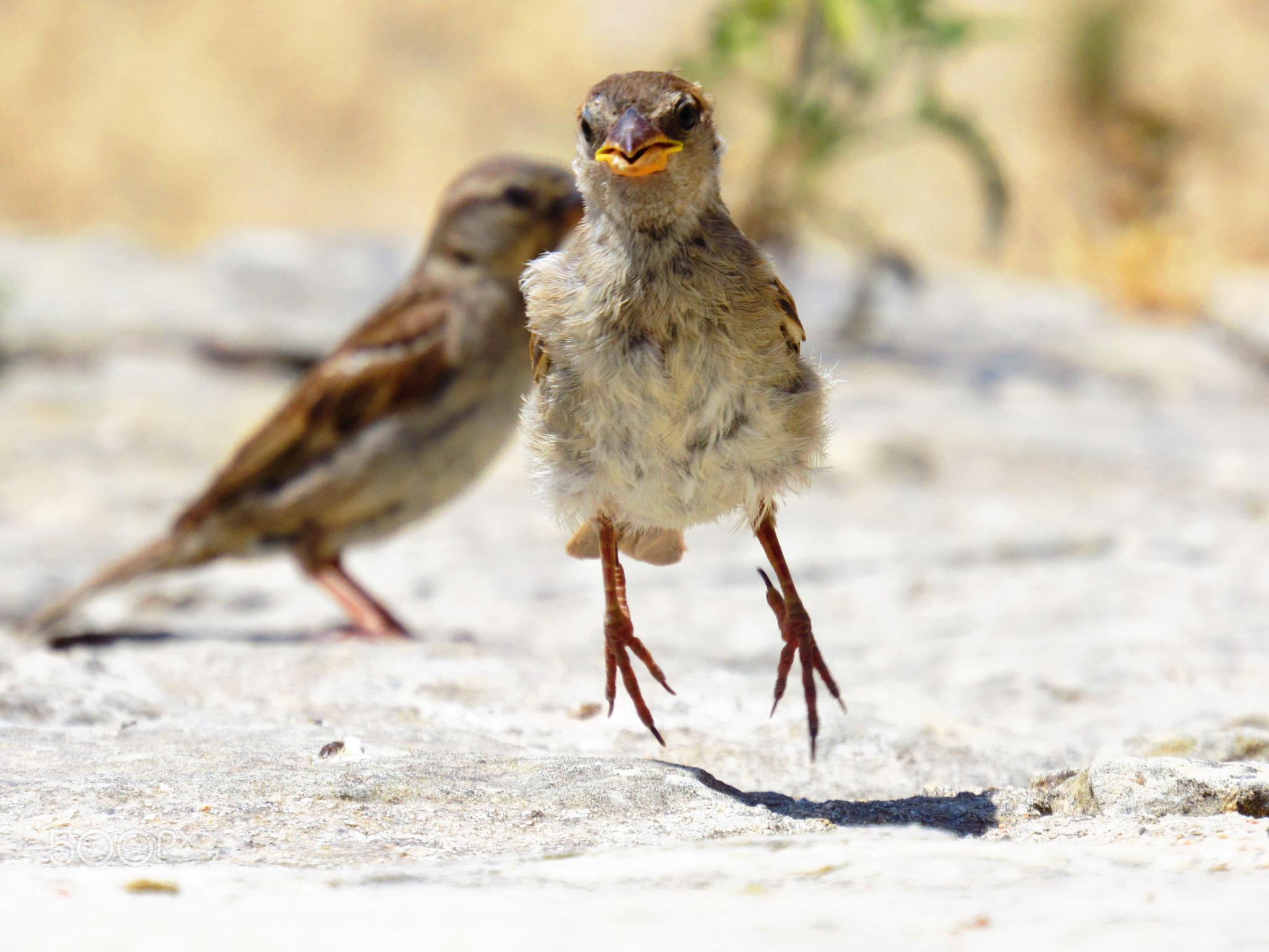 Small Bird by Kyle De Bono | 500px