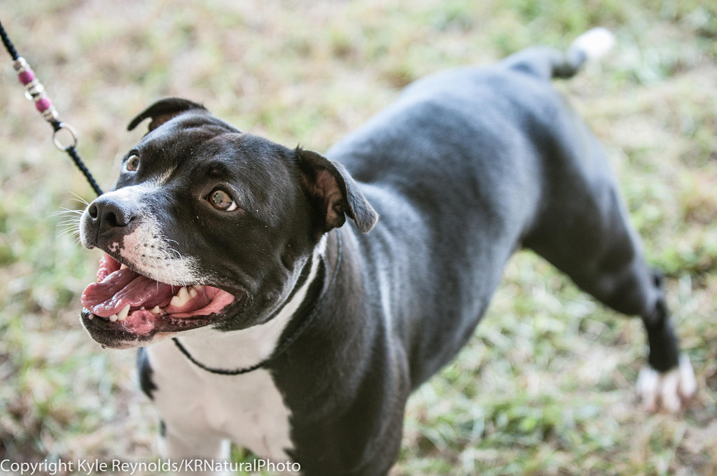 Staffy at the Show by Kyle Reynolds / 500px