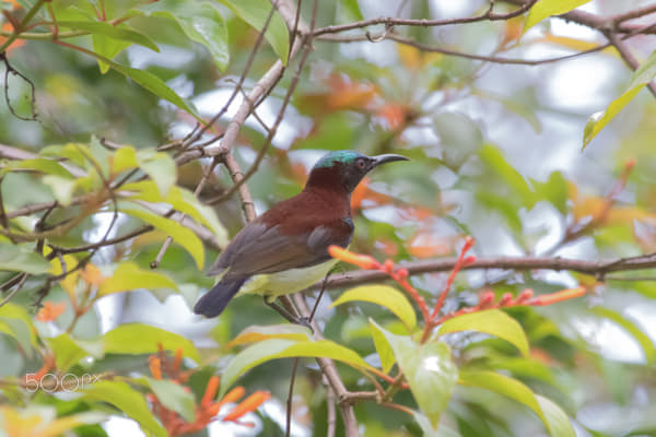 Birds Of Konkan-Purple Rumped Suniurd by Desmond Lobo | 500px