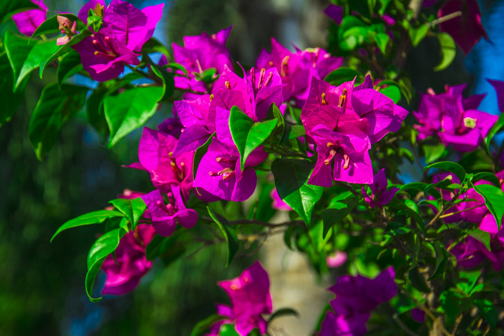 From Central Park / Adana - TURKEY by Taylan TURAN / 500px
