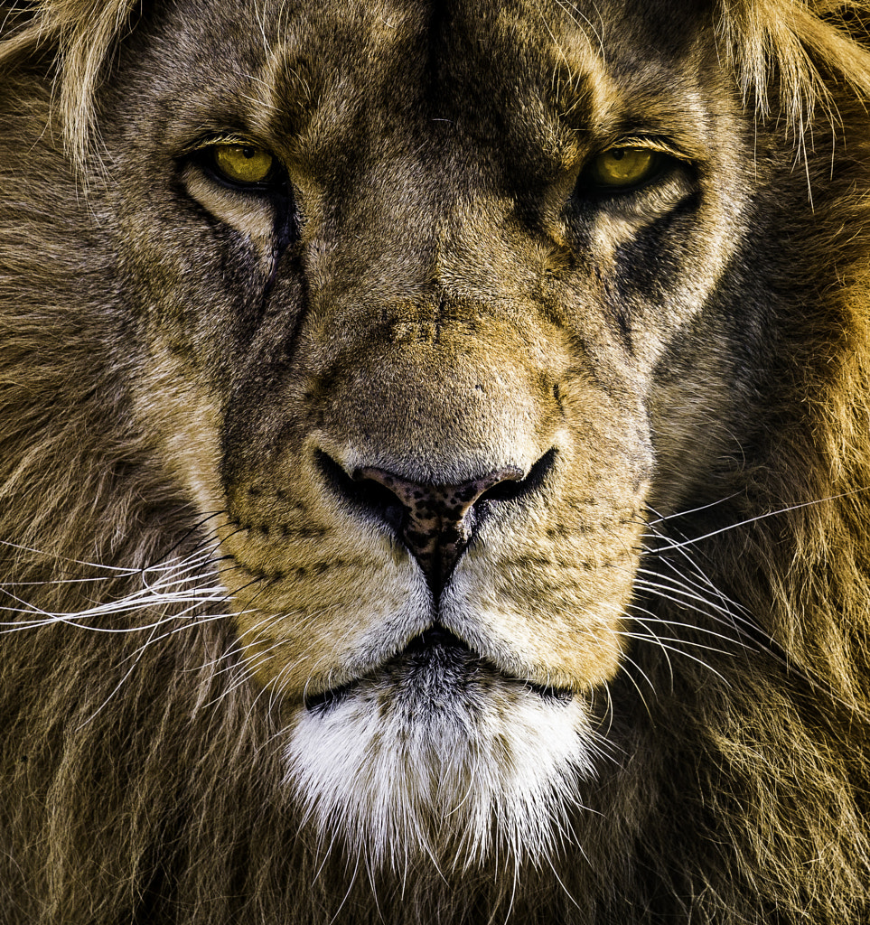 Portrait by Dirk Siemer / 500px