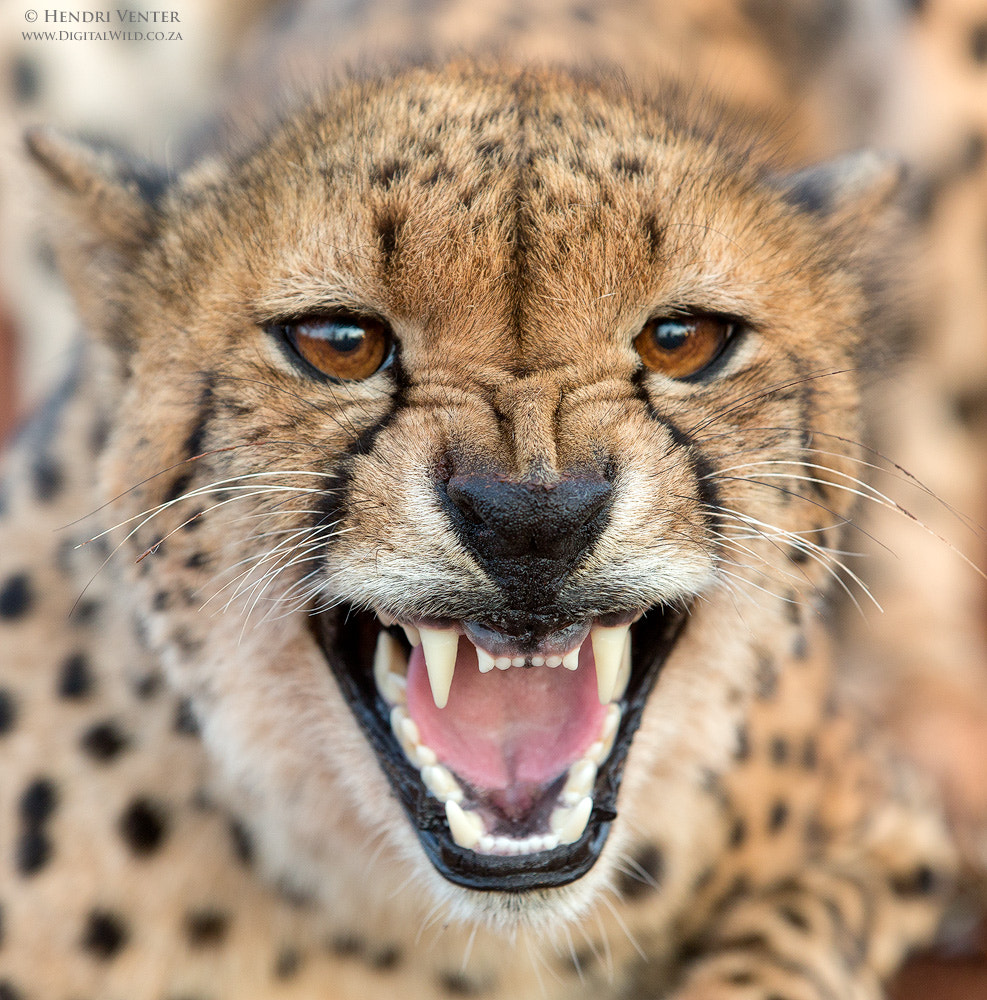 Inside the Boma by Hendri Venter / 500px