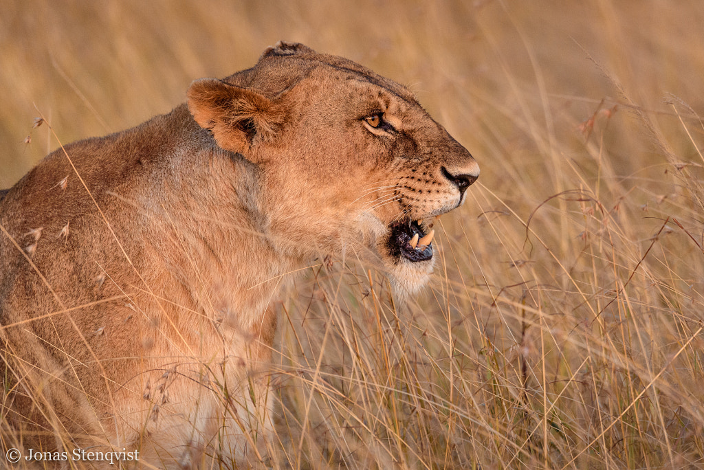 Fierce lioness by Jonas Stenqvist / 500px