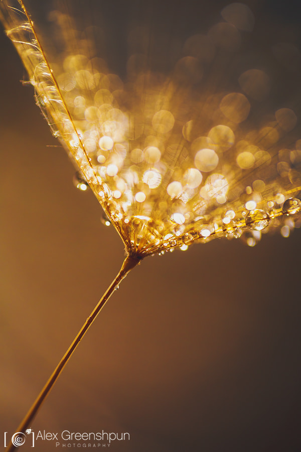 Ray of Light by Alex Greenshpun / 500px