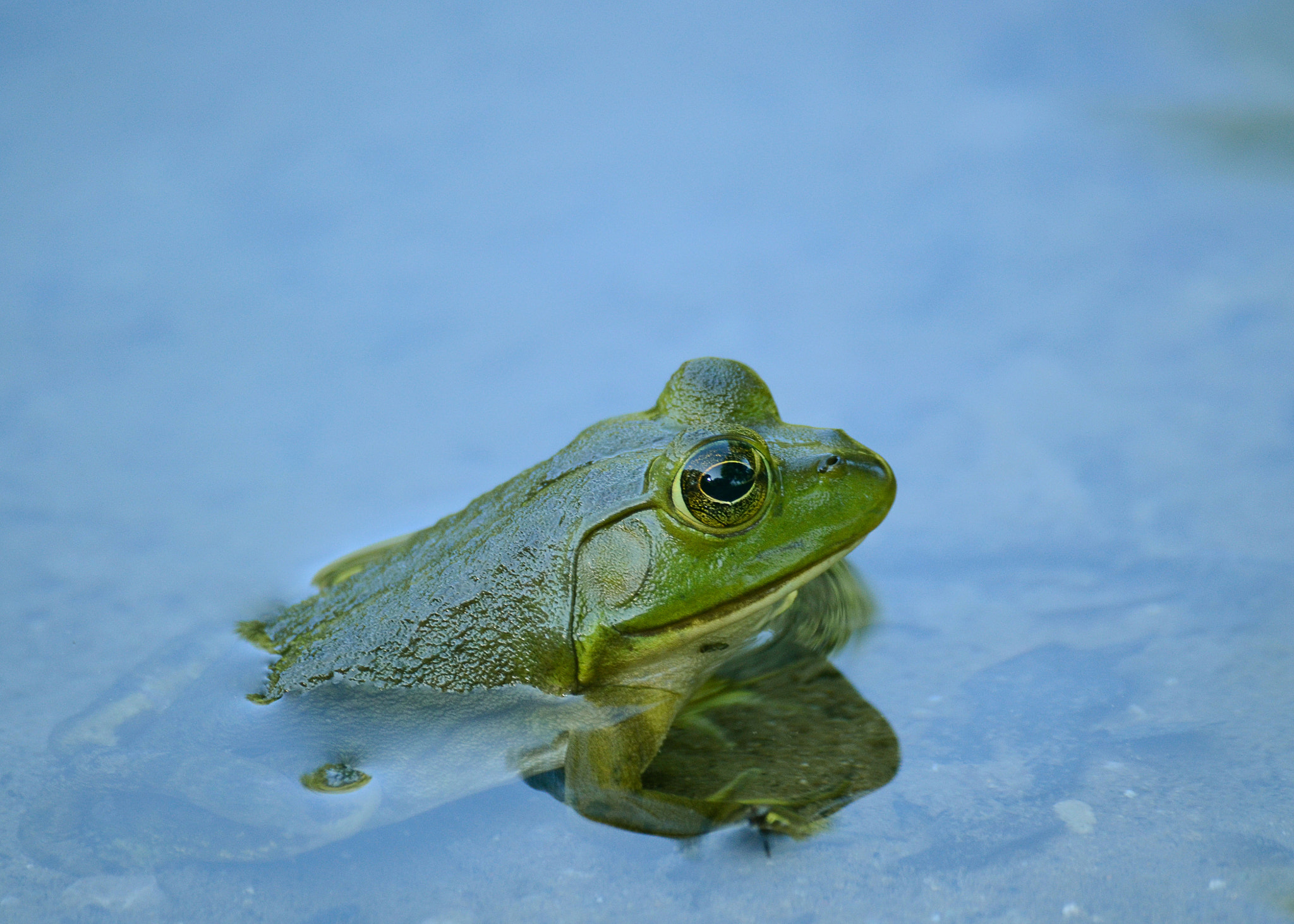 Michigan Frog by Jeff Landenberger / 500px
