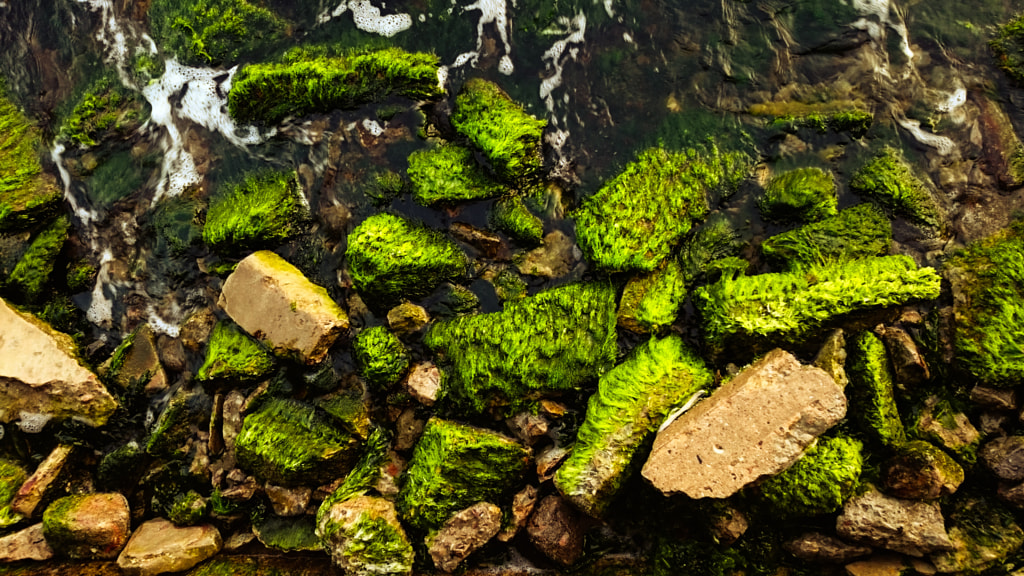 Yosunlar by Cagatay Ozturk / 500px
