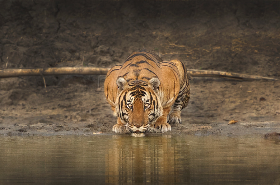 Tiger in golden light by Shaaz Jung / 500px