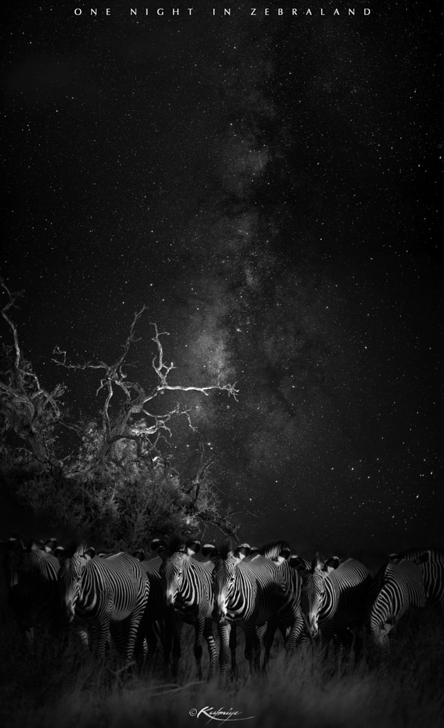 One Night in Zebraland V by Kulmiye Chan / 500px
