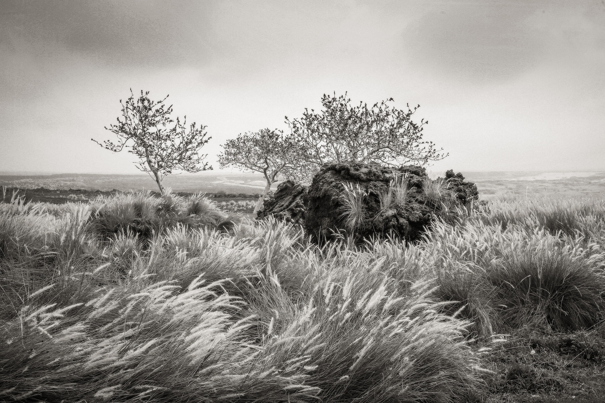 Grass, Rock & Trees by Suk Choo Kim / 500px