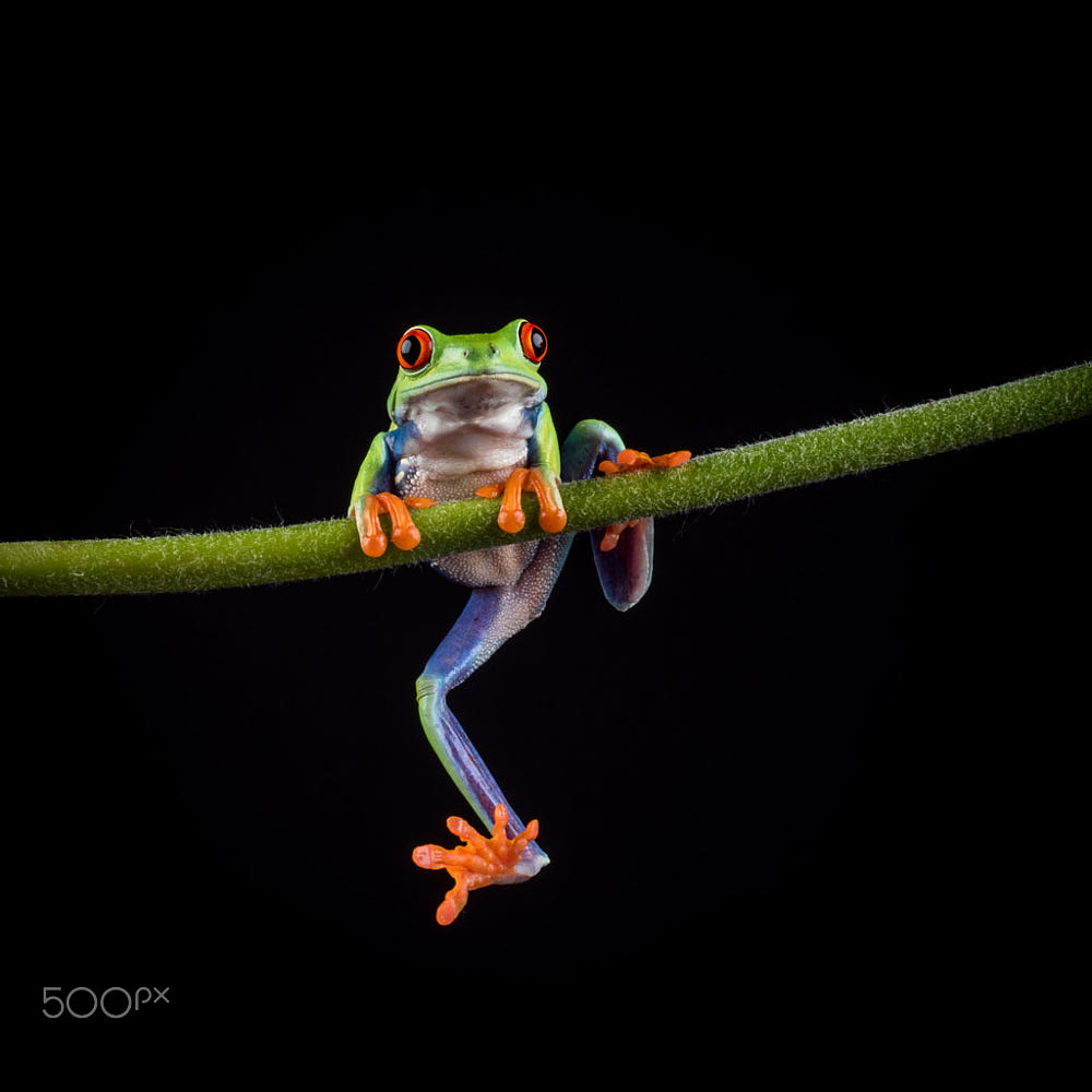 Red Eyed Tree Frog by Sue Cro / 500px