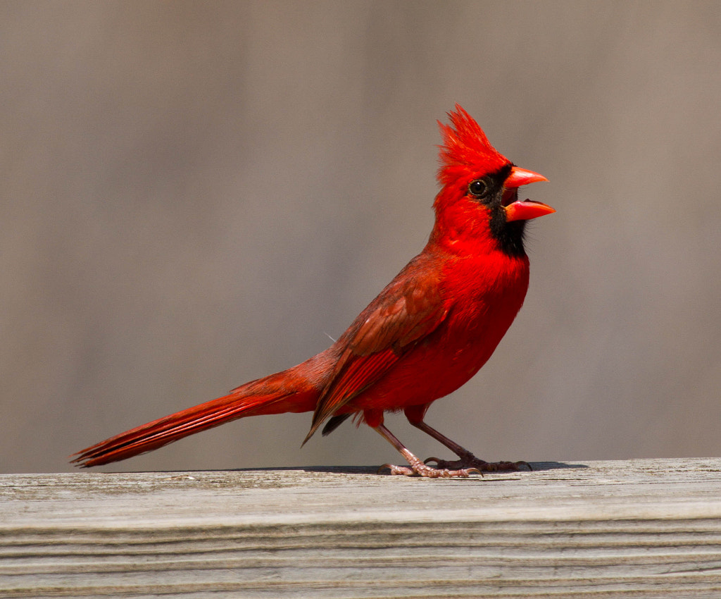 Singing Cardinal by Matt Mullins / 500px