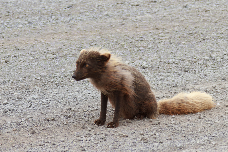 Shemya "Scruffy" Russian Blue Fox by Eric Valdez / 500px