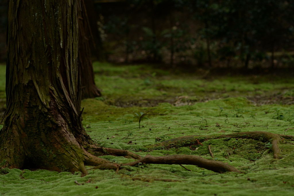 Japanese moss garden in Nara by Y Okawa / 500px