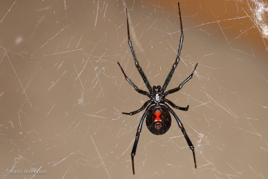 Black Widow Spider - Dangerous by Rami Ammoun / 500px