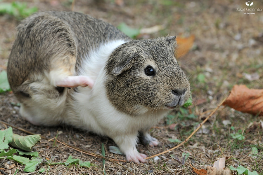 Guinea Pig Itch by Josef Gelernter / 500px