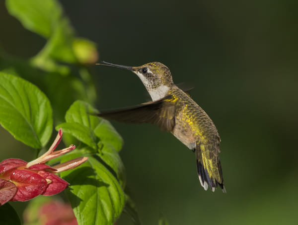 Ruby Throated Hummingbird and Shrimp Plant by Rick Dunlap / 500px