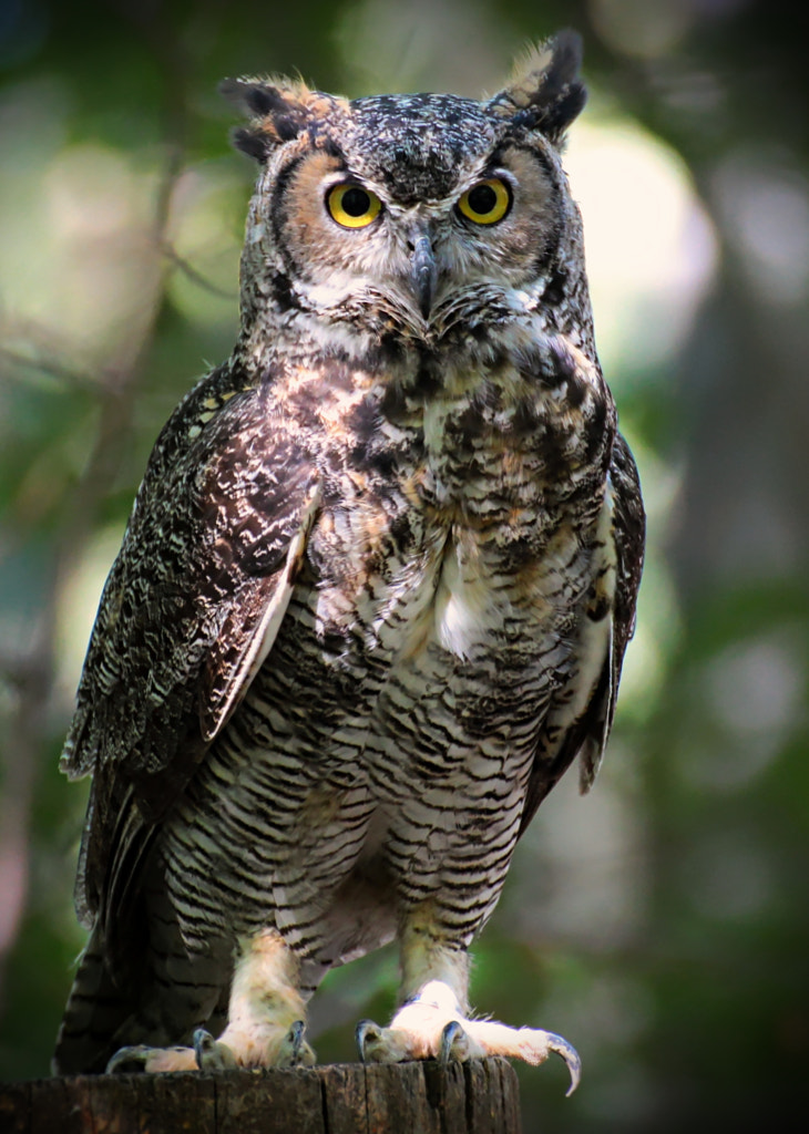 owl by Robert C / 500px