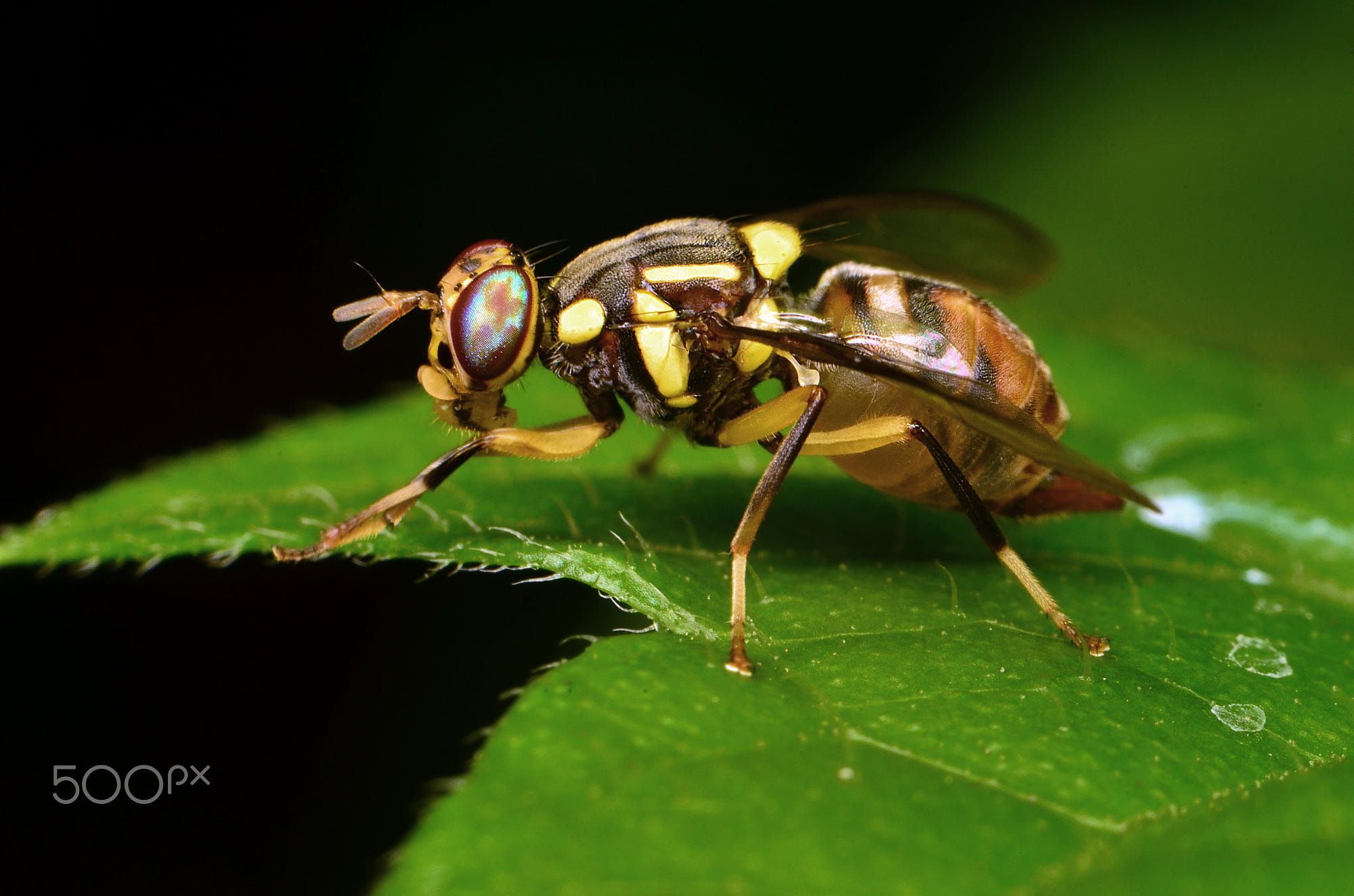 The olive fruit fly (Bactrocera oleae, Dacus oleae) by JC Garcia ...