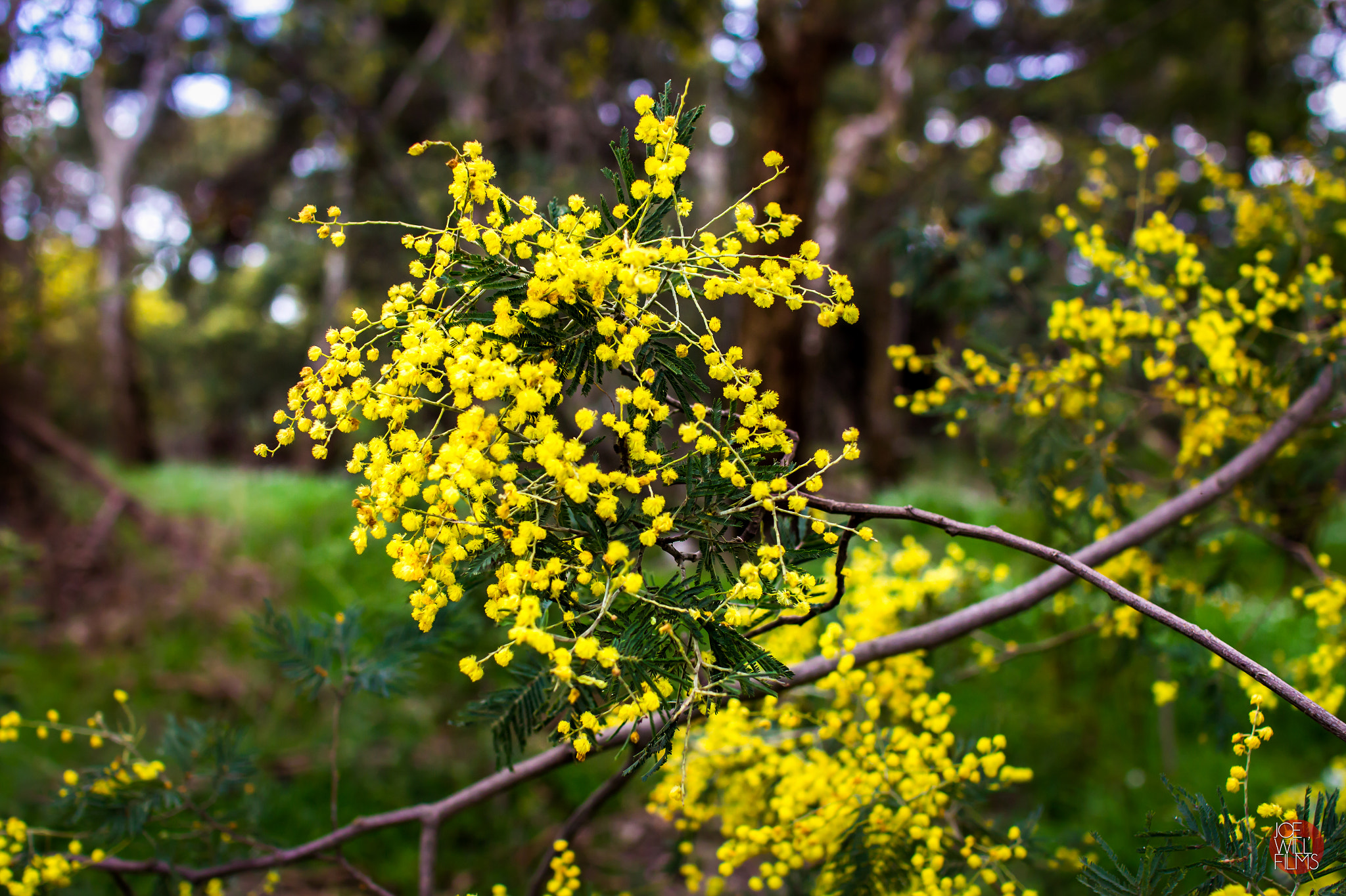 The Wattle - Native Australian Plant by Joey Williams / 500px