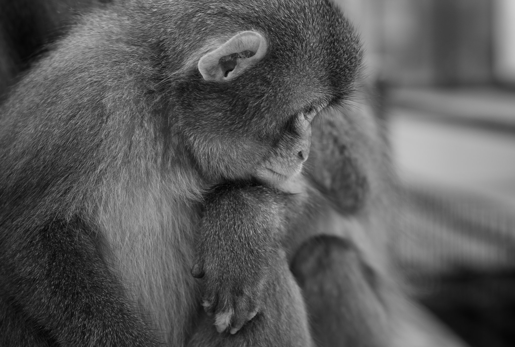 SAD MONKEY by Anish Adhikari / 500px