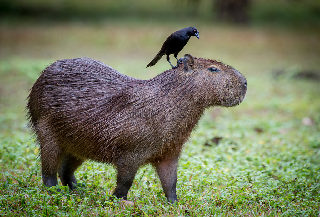 Capybara and the cattle bird by Steve Newbold / 500px