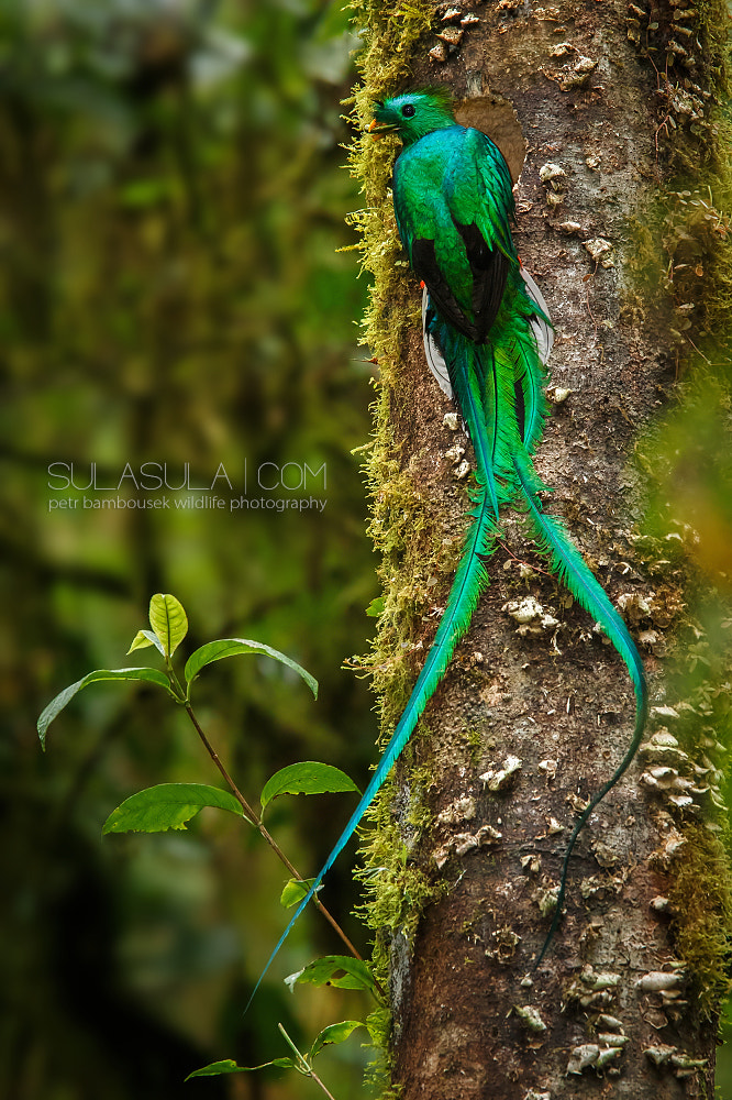 Resplendent Quetzal | Panama by Petr Bambousek / 500px