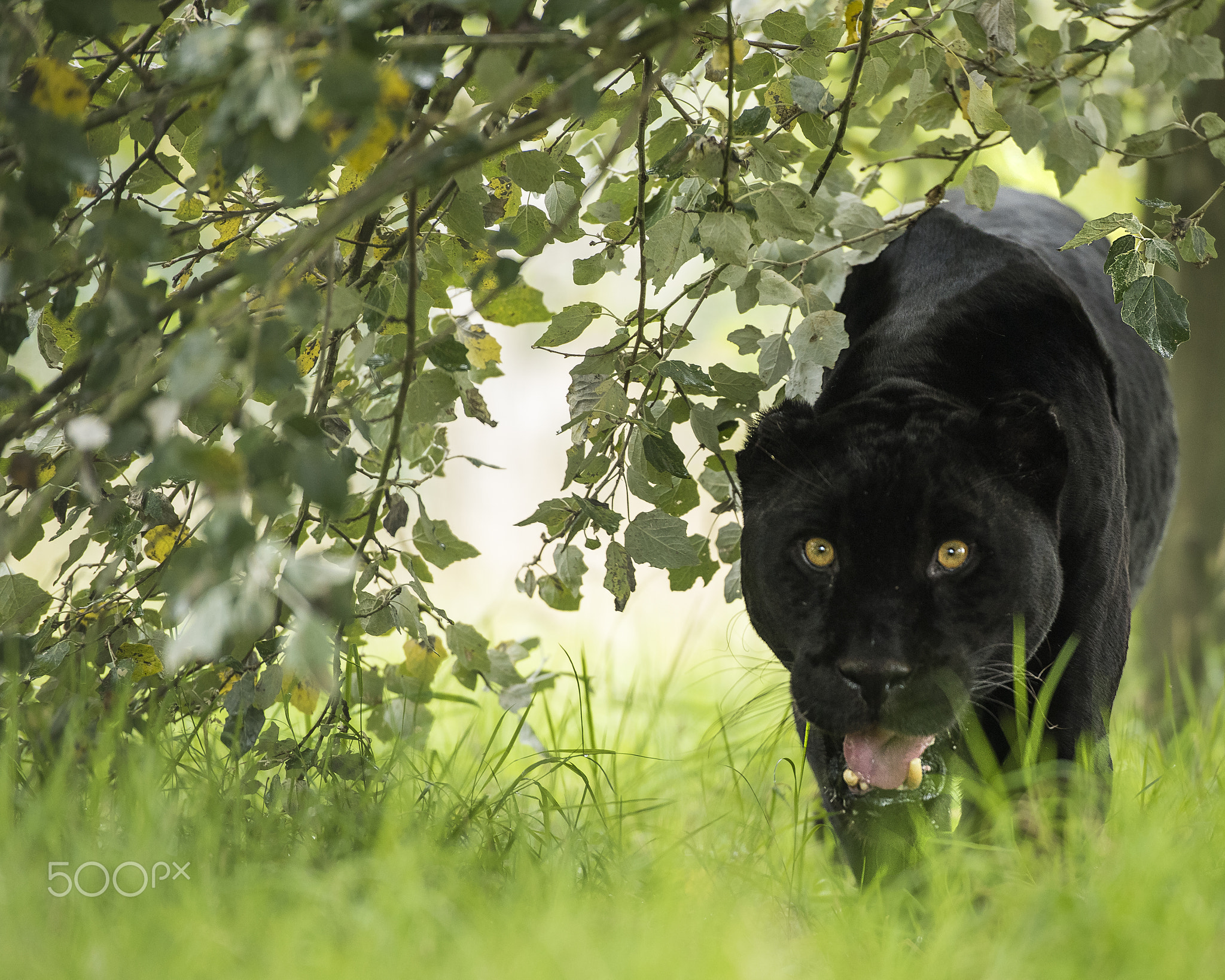 Black Jaguar Series by Colin Langford | 500px