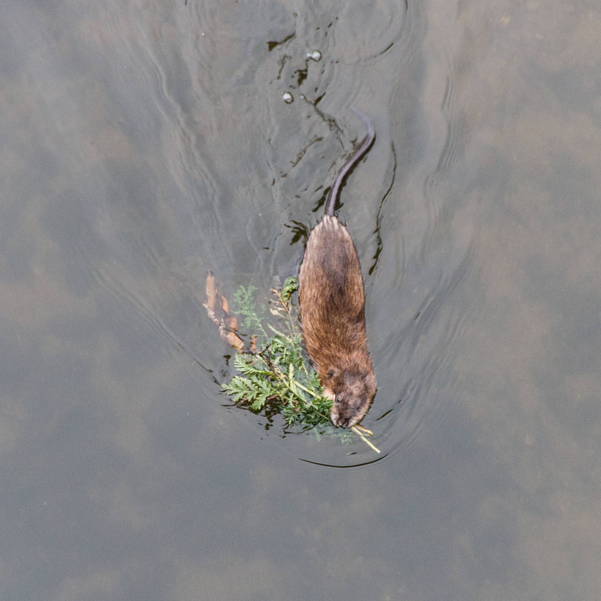 Epinal by Pator Douze | 500px