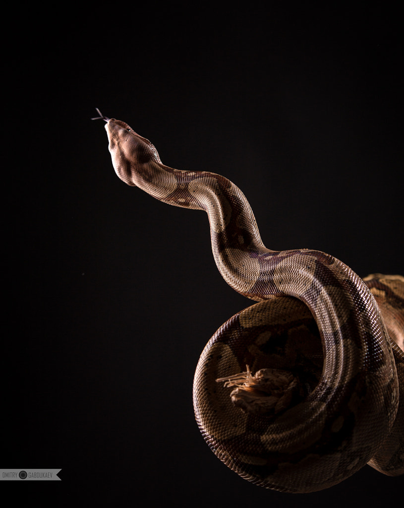 Beautiful Boa by Dmitry Gabdukaev | 500px