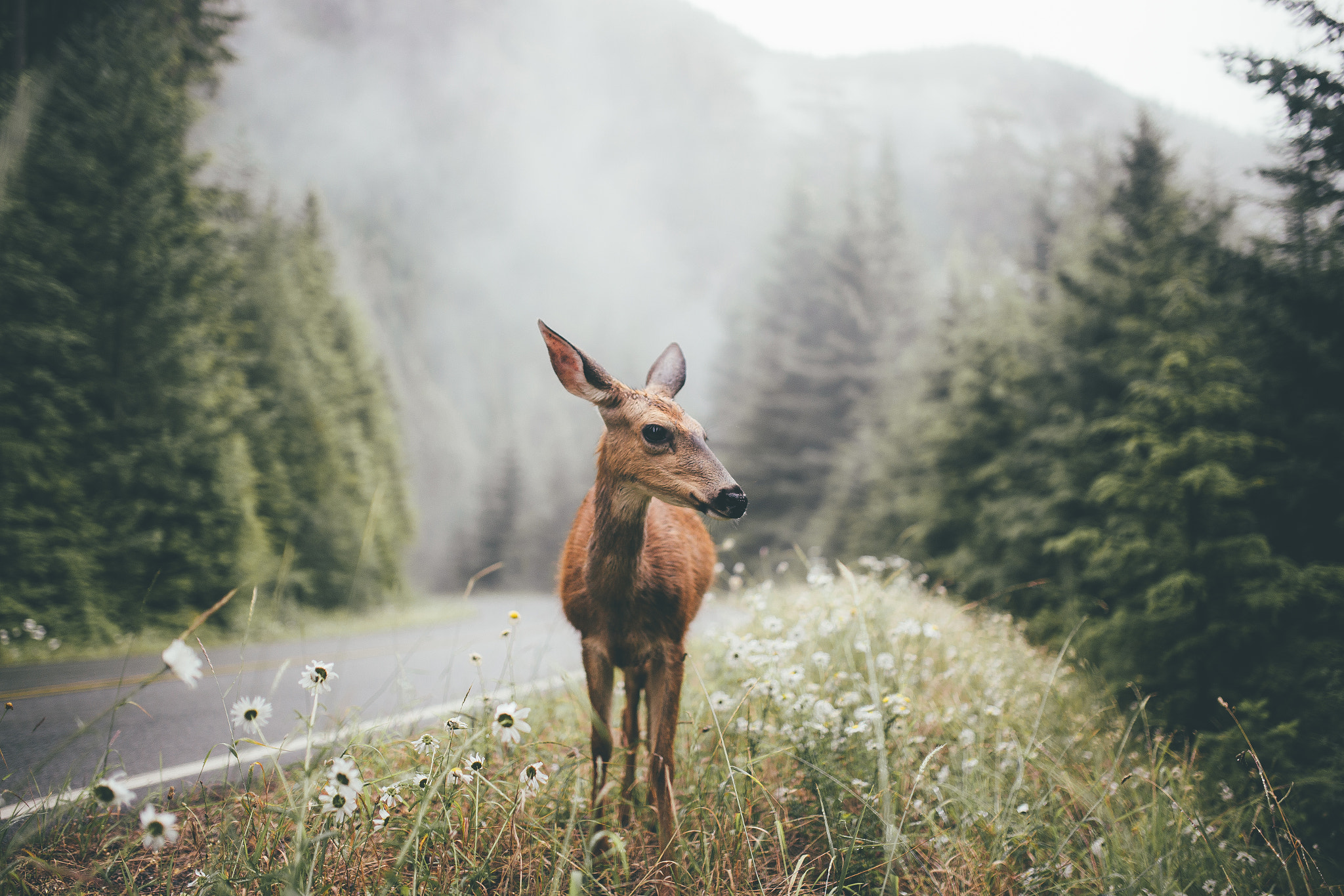 Deer in Olympic National Park by Dylan Furst - Photo 122362367 / 500px Deer in Olympic National Park by Dylan Furst - Photo 122362367 / 500px