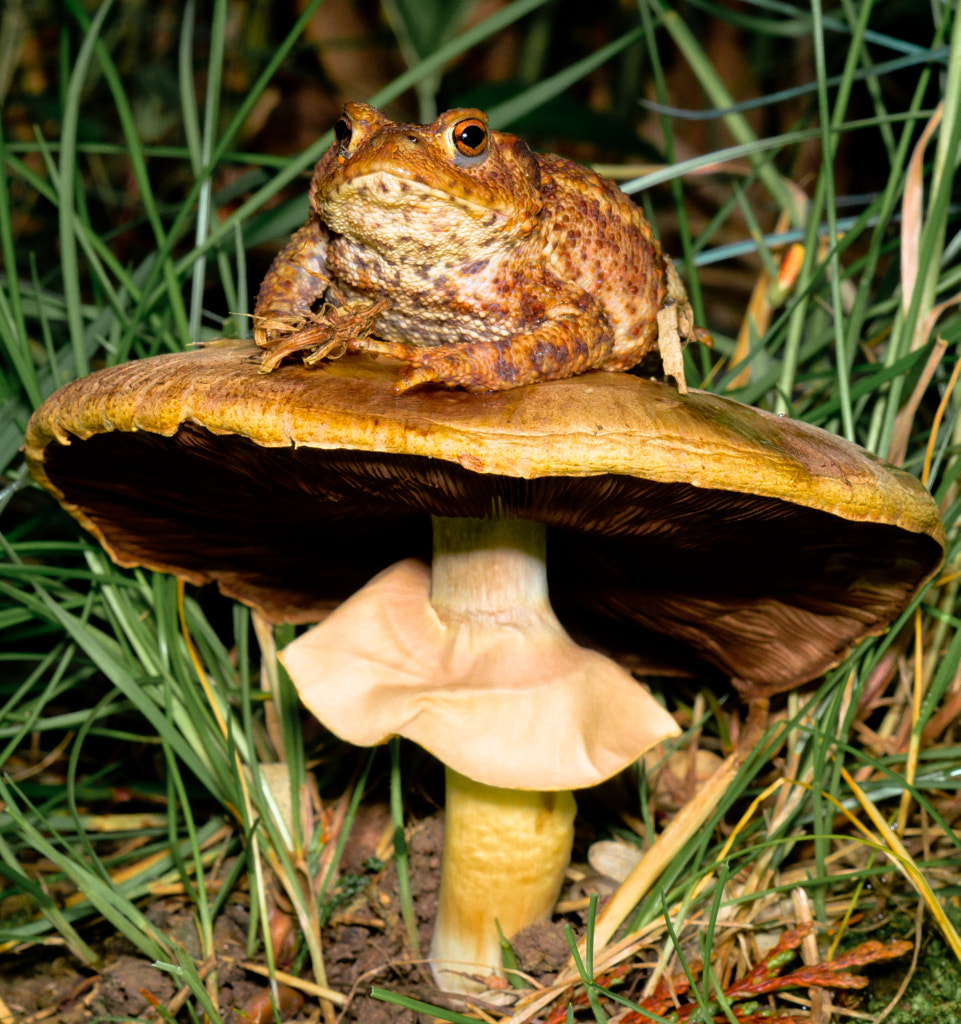 Toad on mushroom by Darrell Raw / 500px