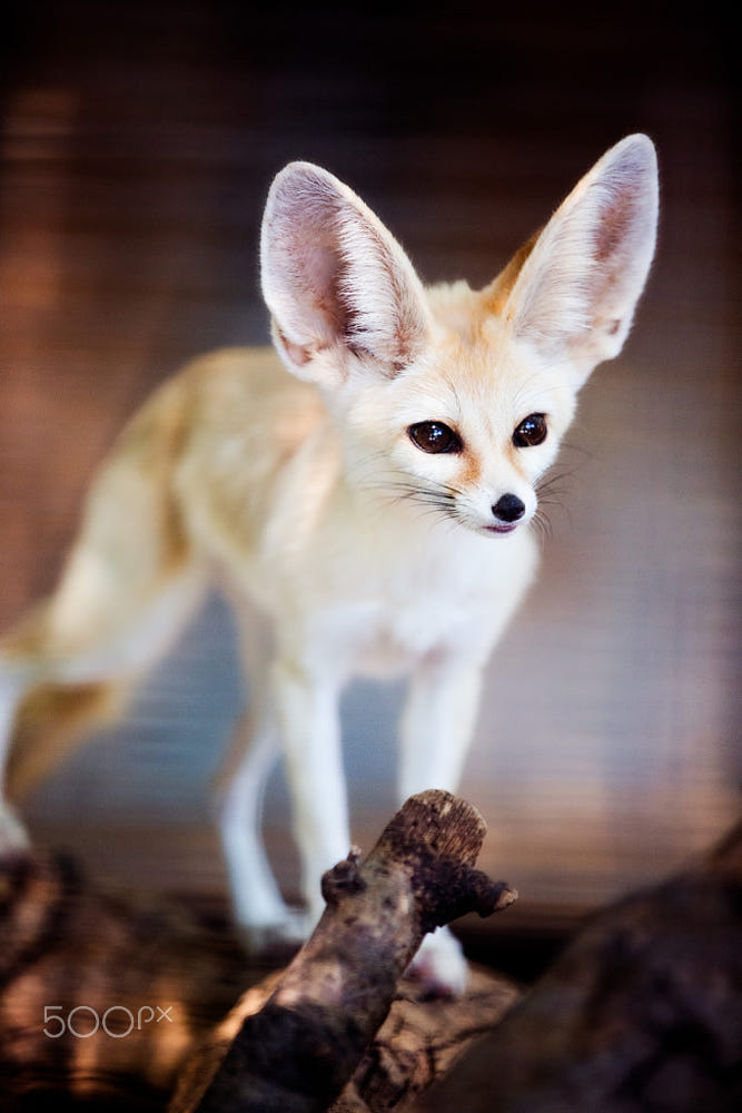 Fennec Fox by Leniel Velazquez / 500px