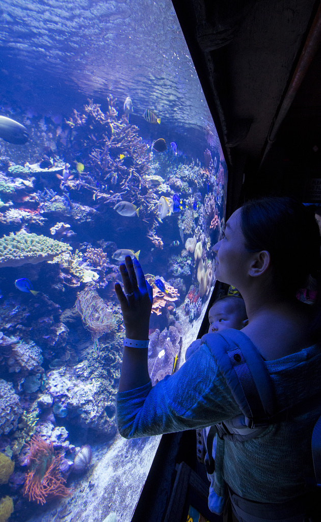 Aquarium Houston by Jiang Xie / 500px