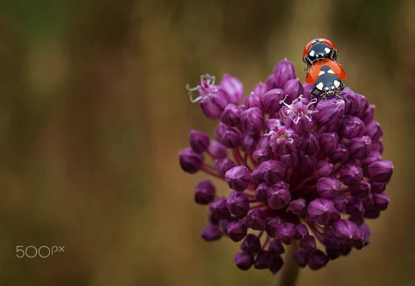White and Pink Phlox Flower by Jeff Oien / 500px