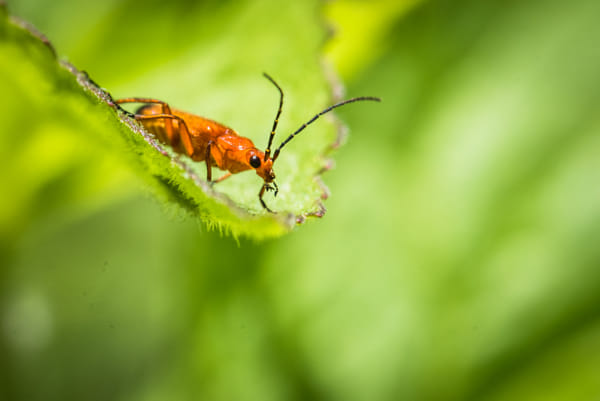Telephore king ! by Baptiste Leroy | 500px