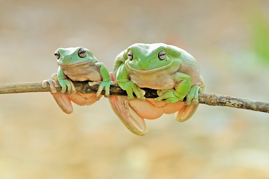 dumpy frog, tree frog, frog, Big and Small, by Andri Priyadi | 500px